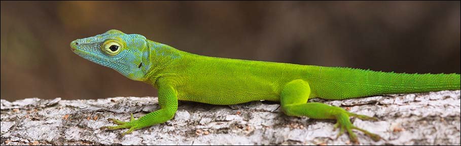 Grotte Anse Castalia