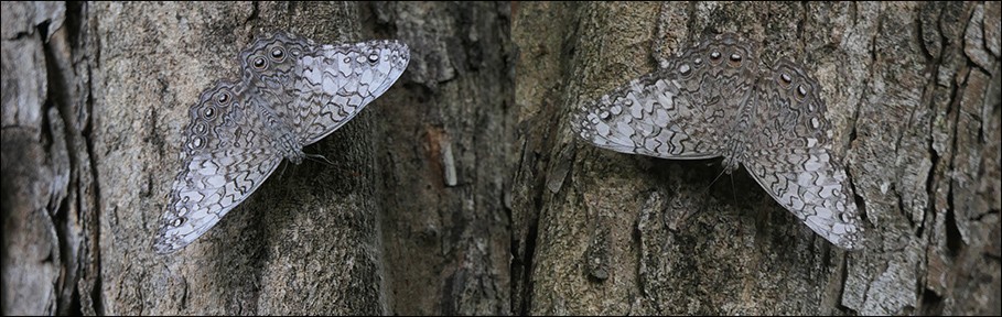 Grotte Anse Castalia
