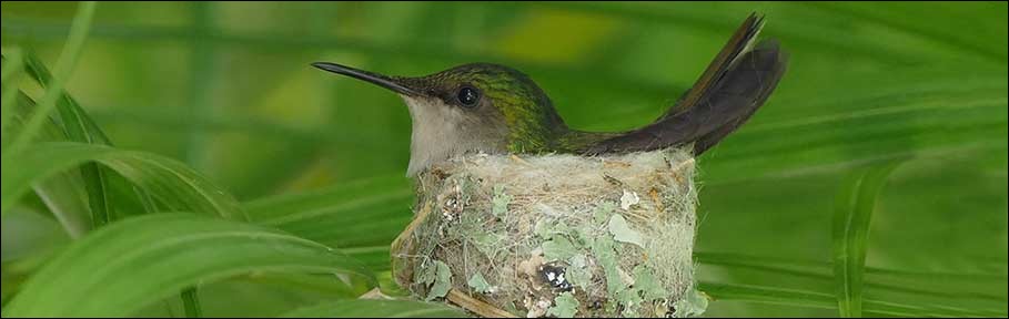 Grotte Anse Castalia