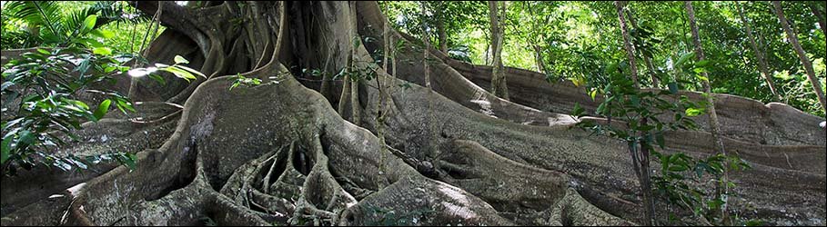 Grotte Anse Castalia